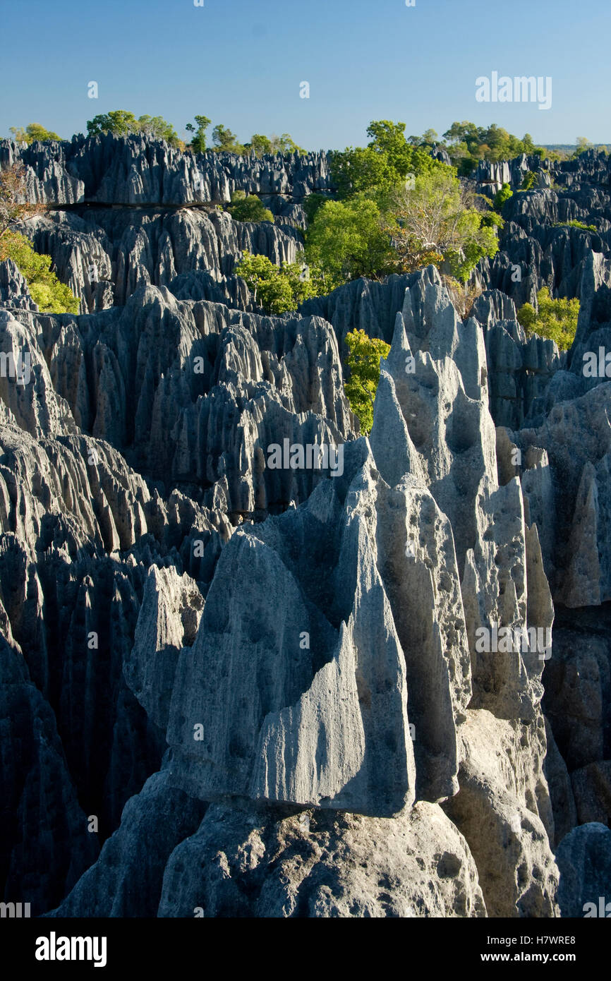 Tsingy rock formations, Bemaraha National Park, western Madagascar ...