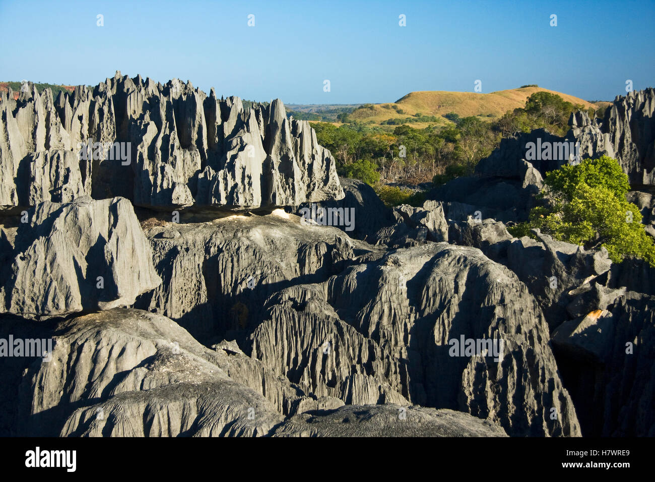 Tsingy rock formations and surrounding dry decidious forest, Bemaraha ...