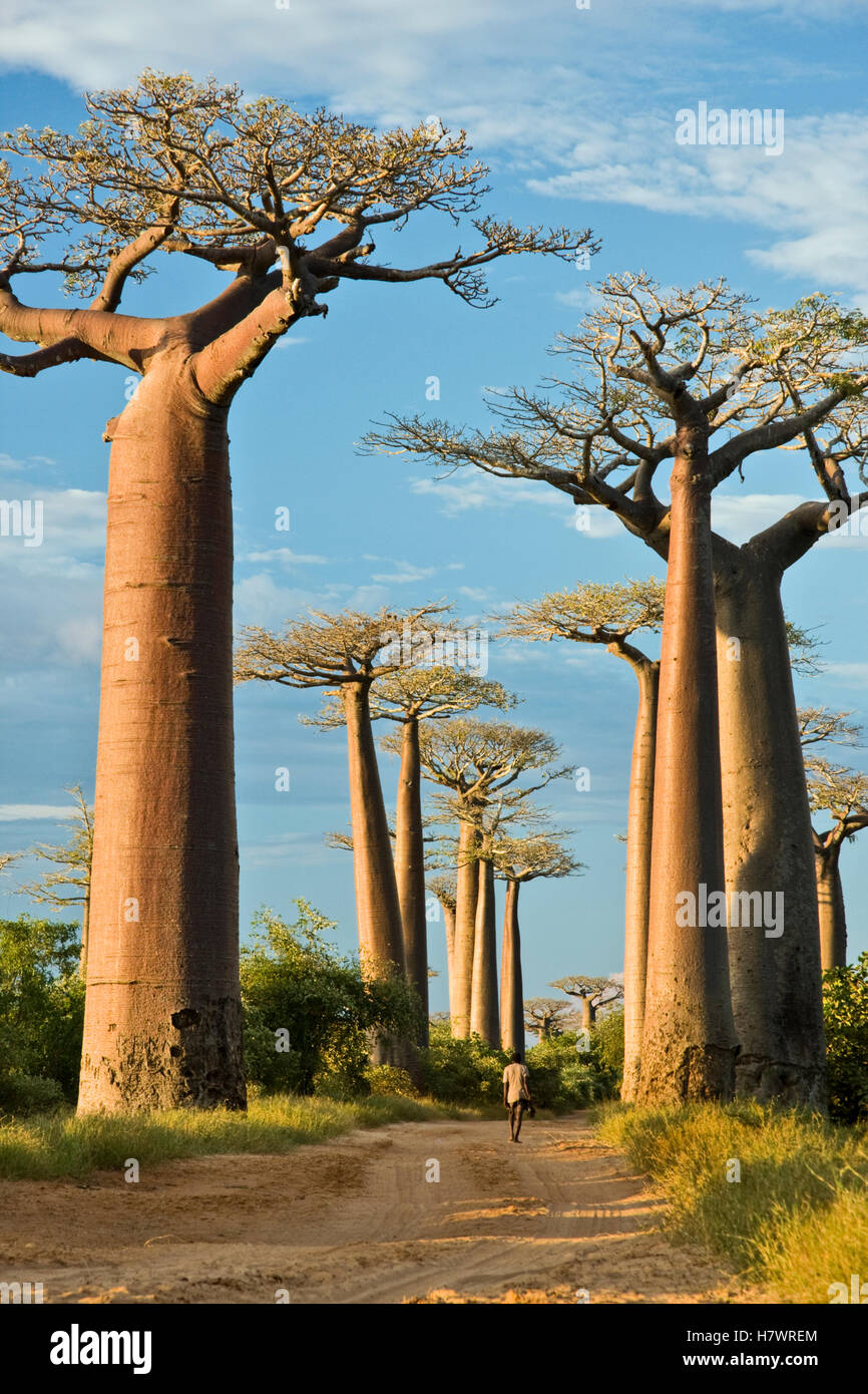 Grandidier's Baobab (Adansonia grandidieri) in famous Avenue of the ... Grandidier's Baobab (Adansonia grandidieri) in famous Avenue of the ...