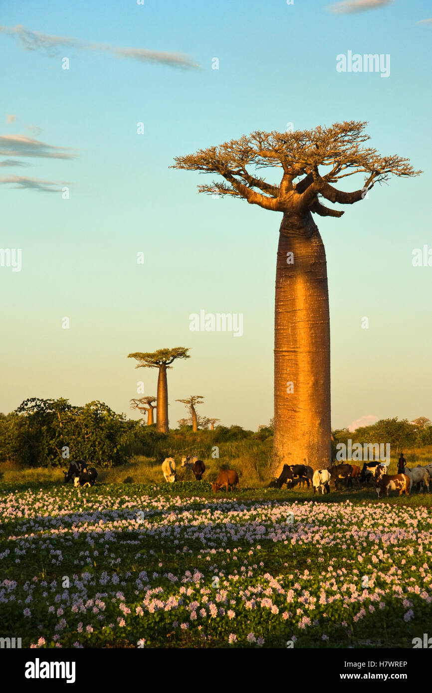 Grandidier's Baobab (Adansonia grandidieri) with Zebu (Bos taurus ...