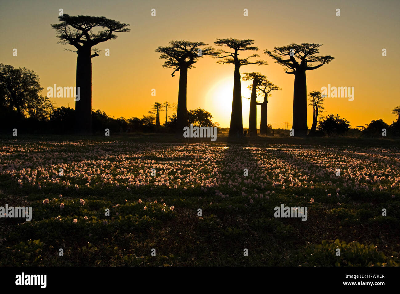 Grandidier's Baobab (Adansonia grandidieri) and lilies at sunset ...
