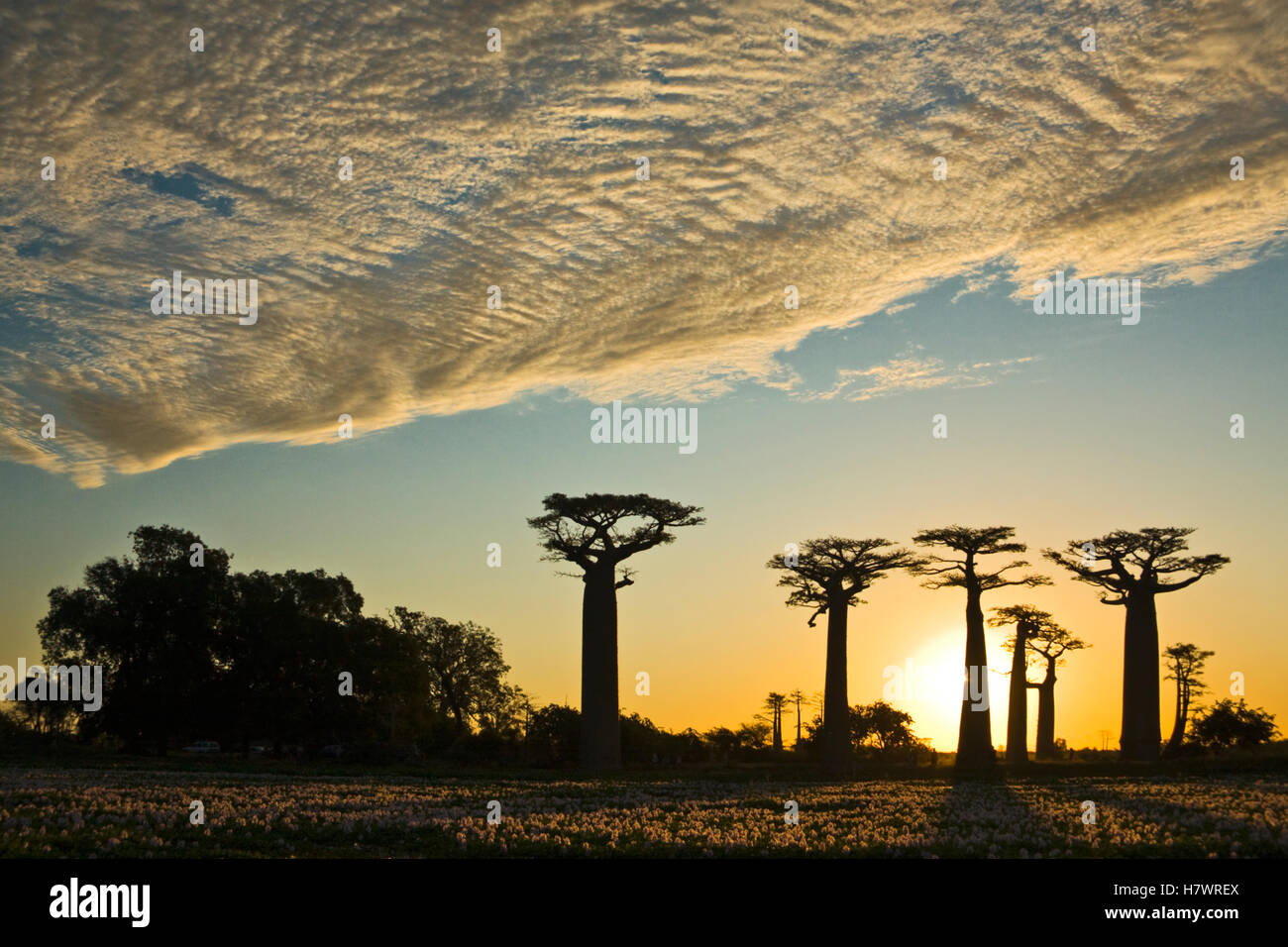 Grandidier's Baobab (Adansonia grandidieri) and lilies at sunset ...