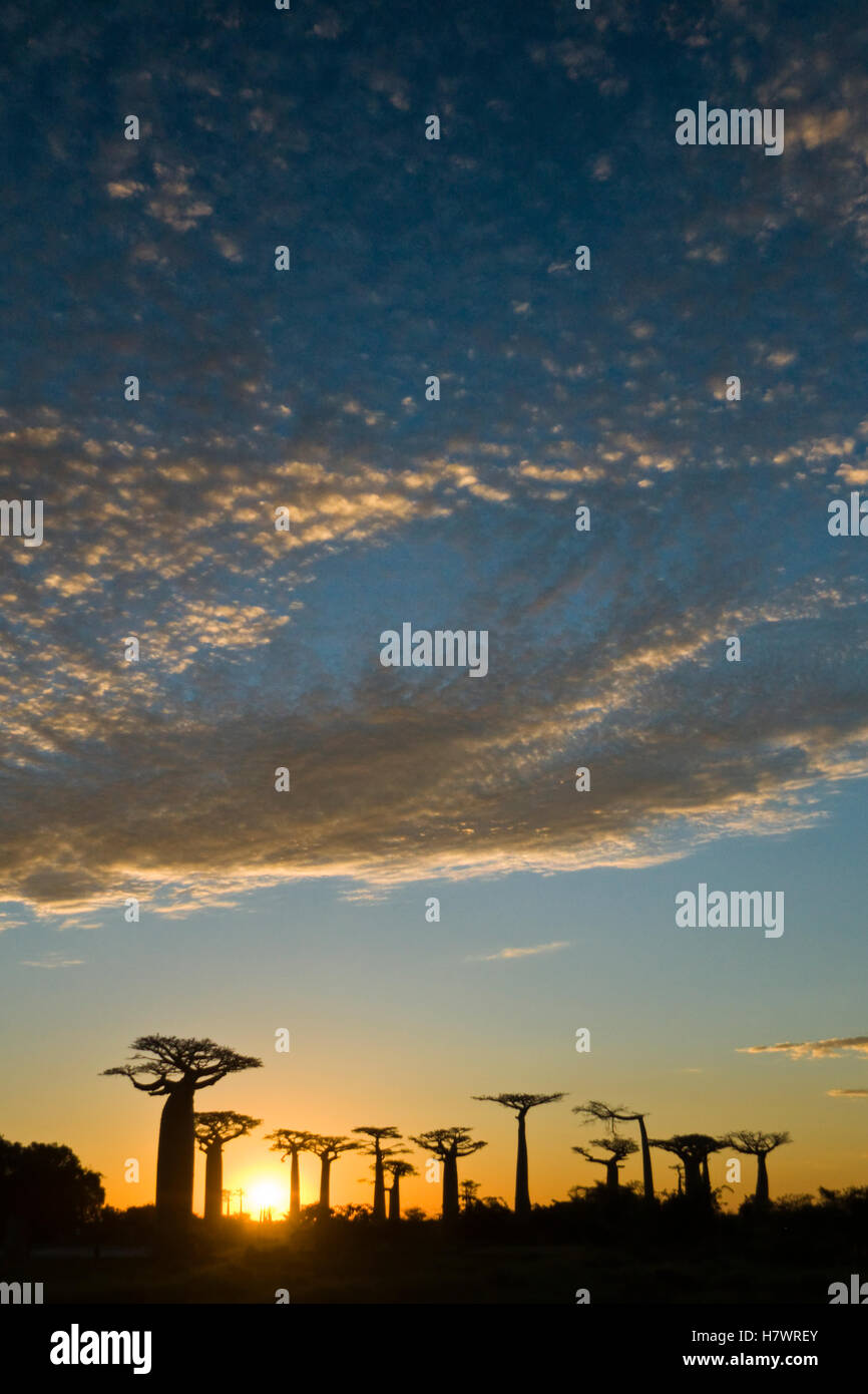 Grandidier's Baobab (Adansonia grandidieri) trees in Avenue of the ...