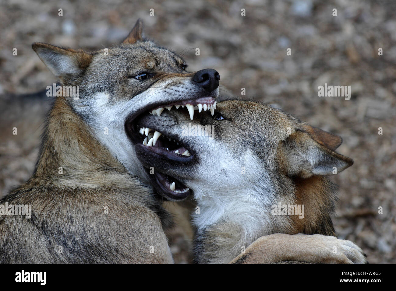 Gray Wolf (Canis lupus) biting snout of submissive individual, Czech ...