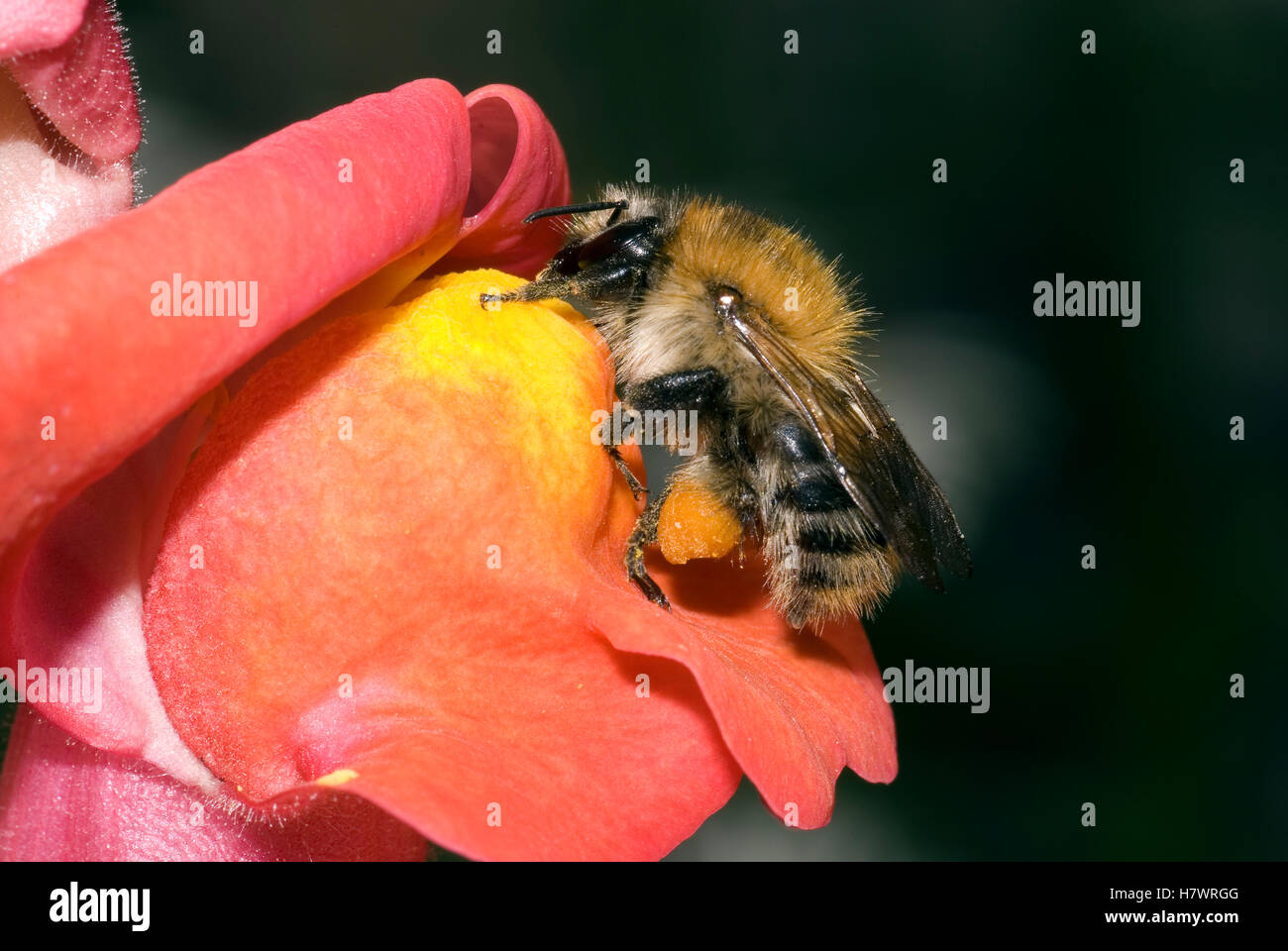 Brown Bumblebee (Bombus pascuorum) on flower showing pollen on leg ...