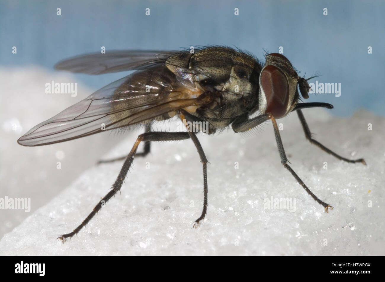 Stable Fly (Stomoxys calcitrans) on sugar, Netherlands Stock Photo - Alamy