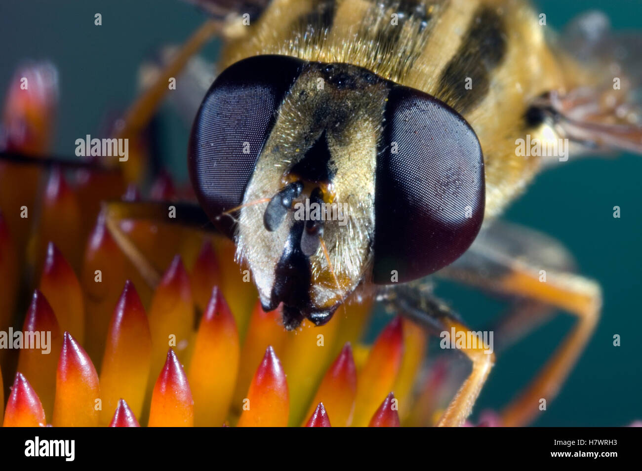 Hoverfly (Helophilus pendulus) on a flower showing compound eyes ...