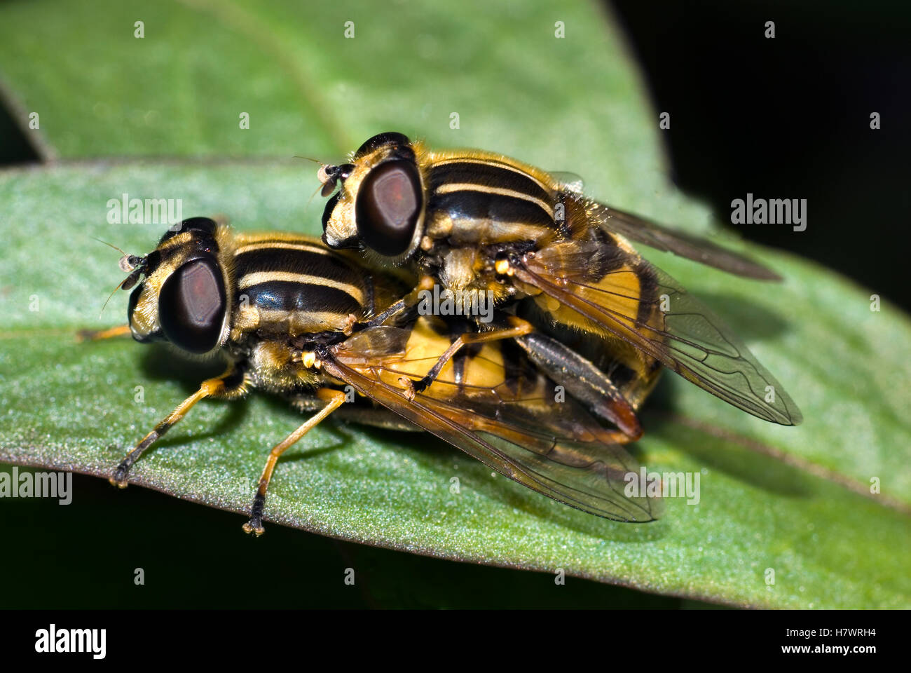 Hoverfly (Helophilus pendulus) pair mating, Netherlands Stock Photo - Alamy