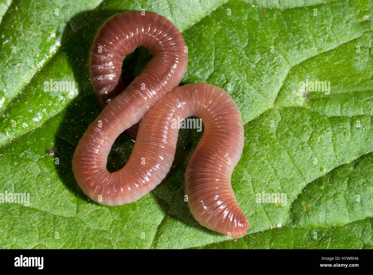 Earthworm (Lumbricidae), Netherlands Stock Photo - Alamy