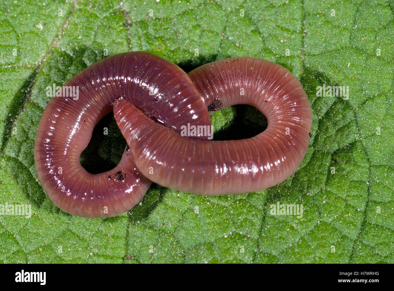 Earthworm (Lumbricidae), Netherlands Stock Photo - Alamy