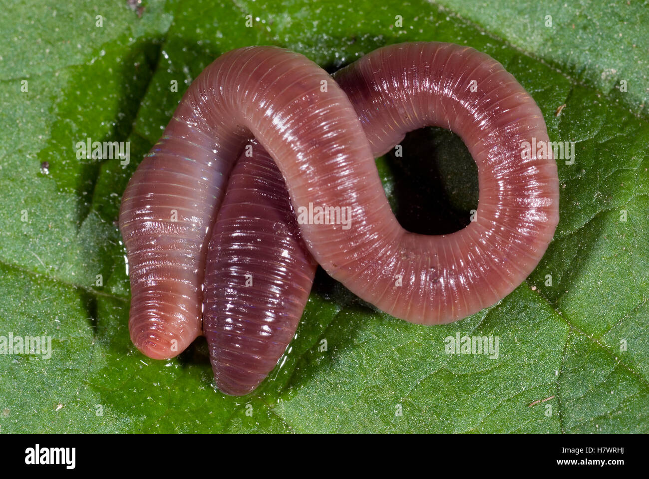 Earthworm (Lumbricidae), Netherlands Stock Photo - Alamy
