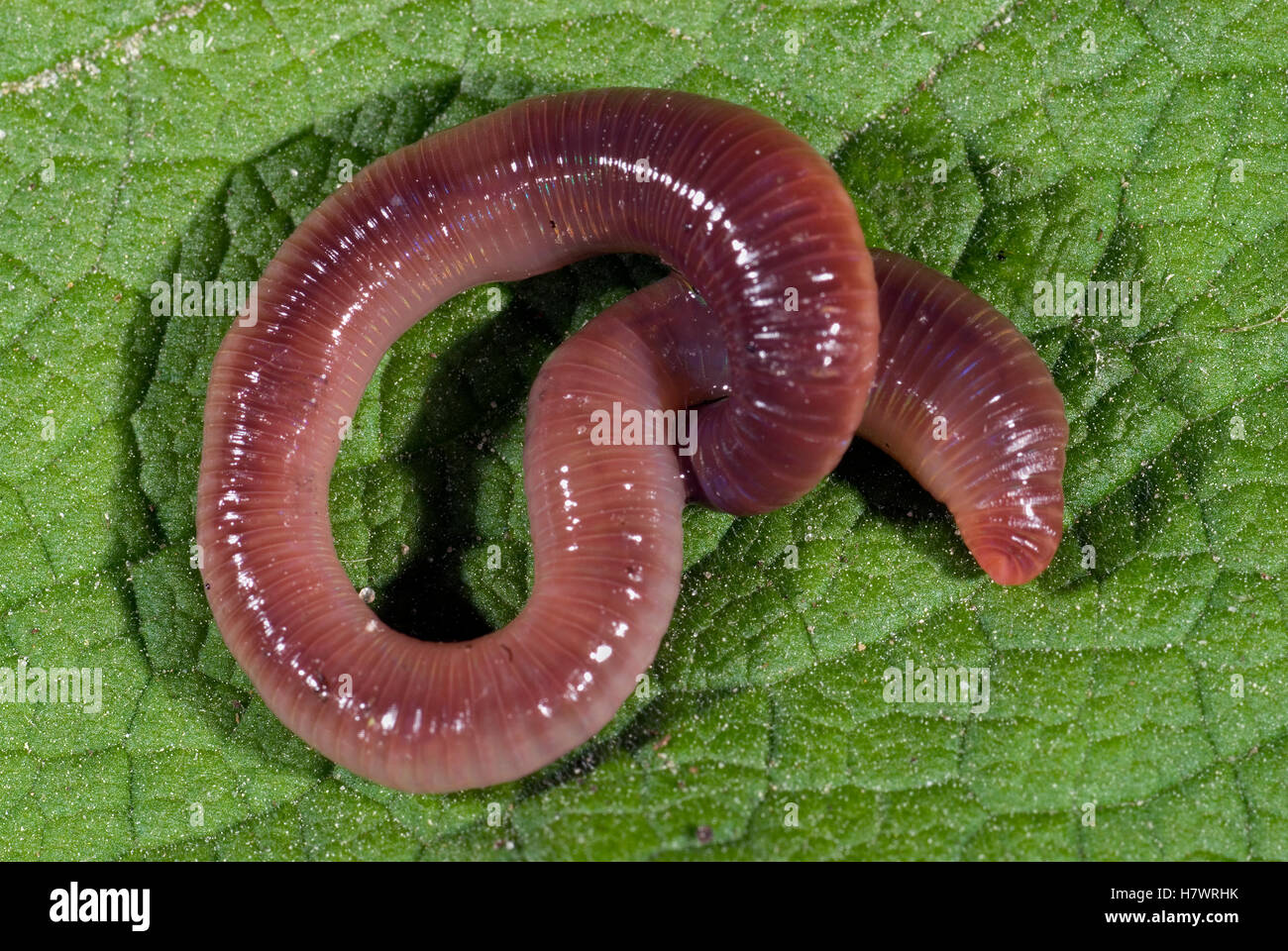 Earthworm (Lumbricidae), Netherlands Stock Photo - Alamy