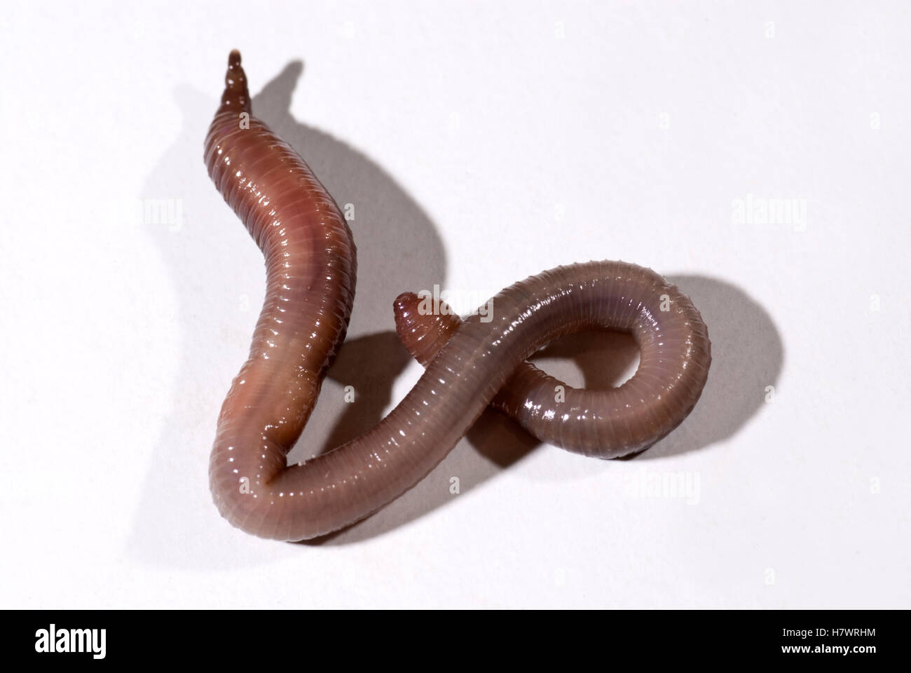 Earthworm (Lumbricidae), Netherlands Stock Photo - Alamy