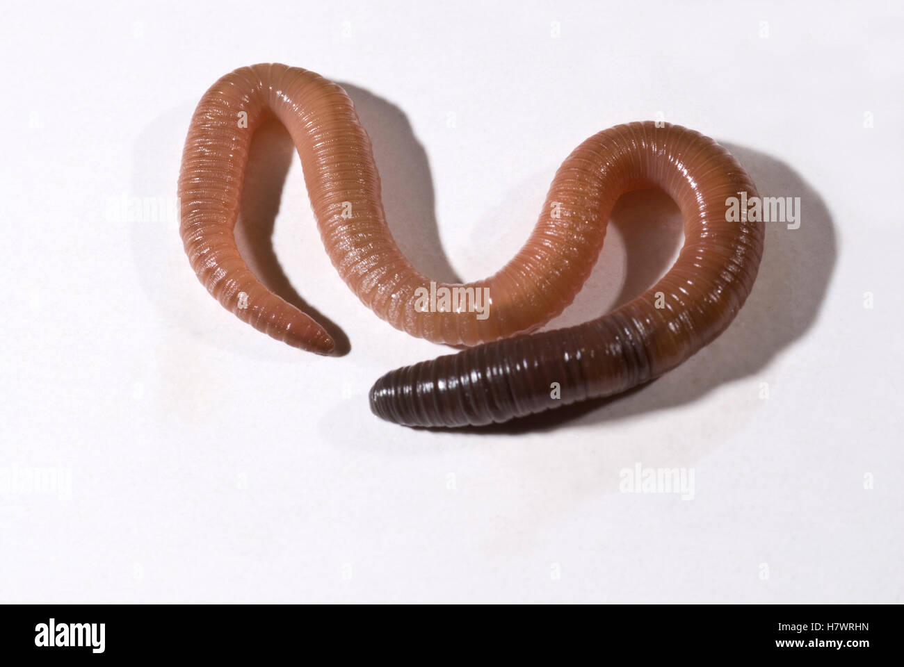 Earthworm (Lumbricidae), Netherlands Stock Photo - Alamy