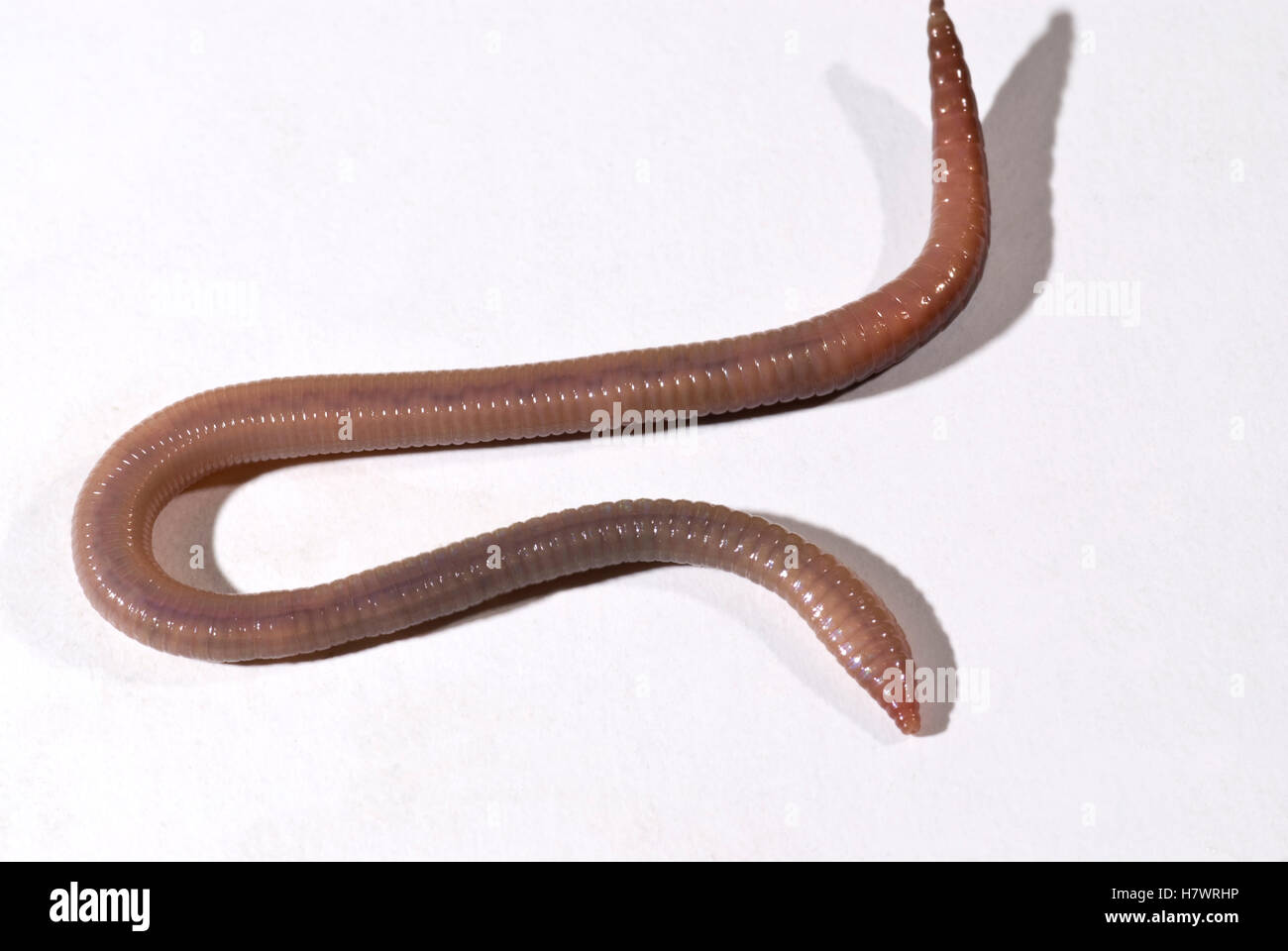 Earthworm (Lumbricidae), Netherlands Stock Photo - Alamy