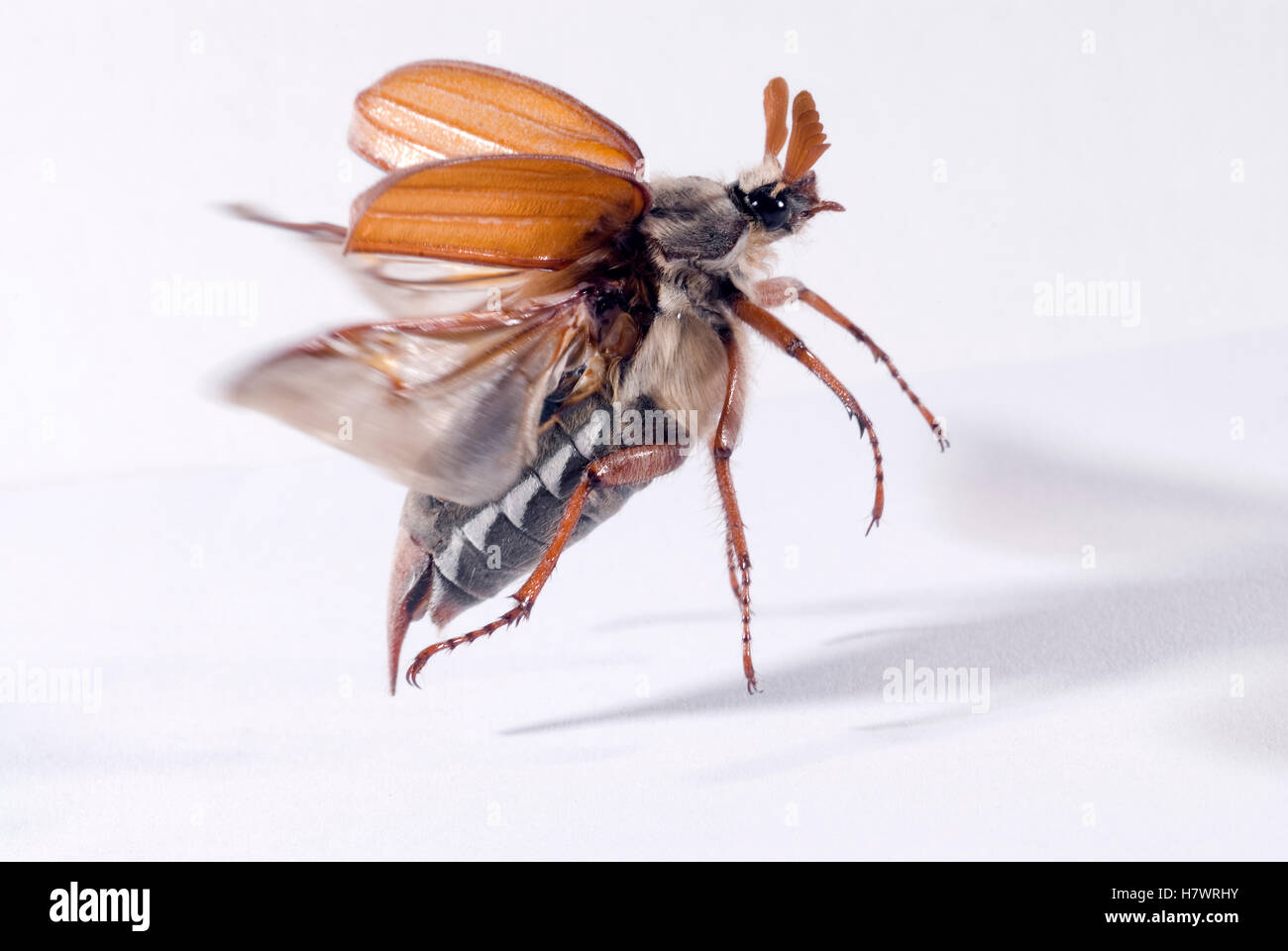 Common Cockchafer (Melolontha melolontha) beetle taking flight ...