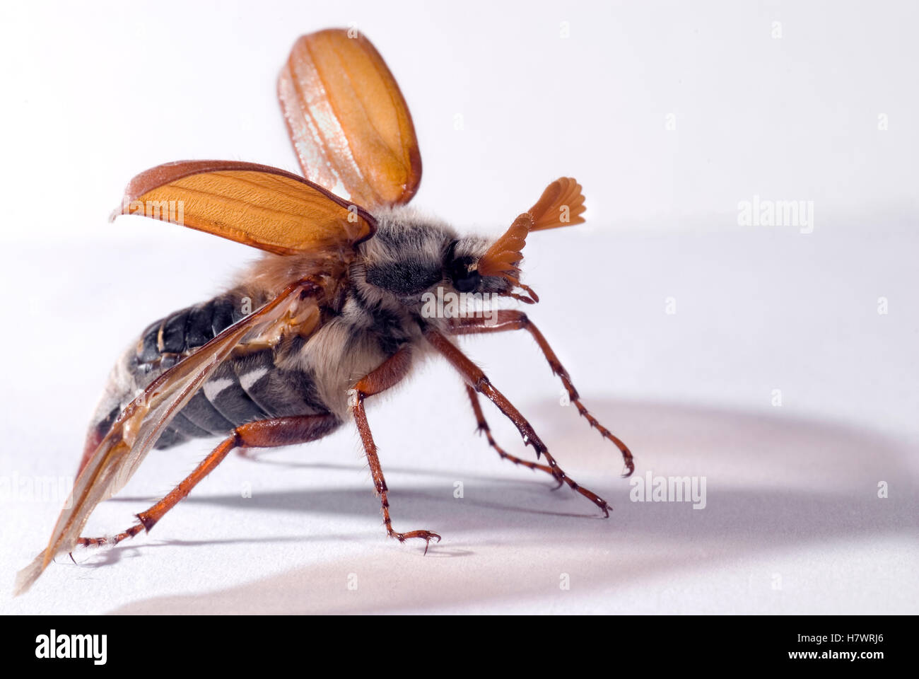 Common Cockchafer (Melolontha melolontha) beetle with spread wings ...
