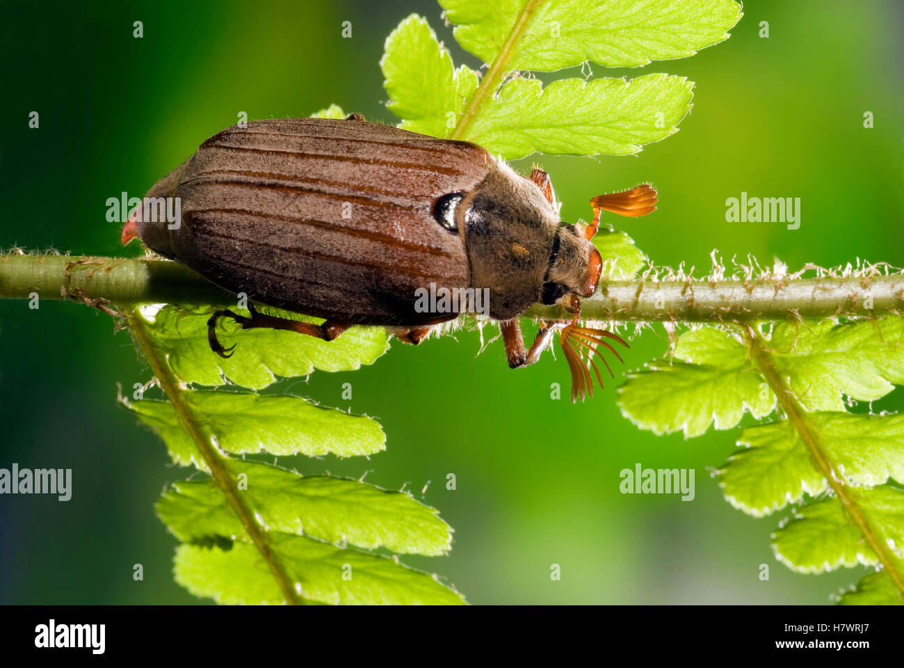 Common Cockchafer (Melolontha melolontha) beetle, Netherlands Stock ...