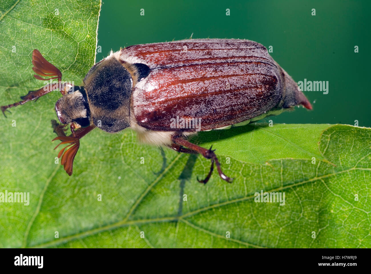 Common Cockchafer (Melolontha melolontha) beetle, Netherlands Stock ...
