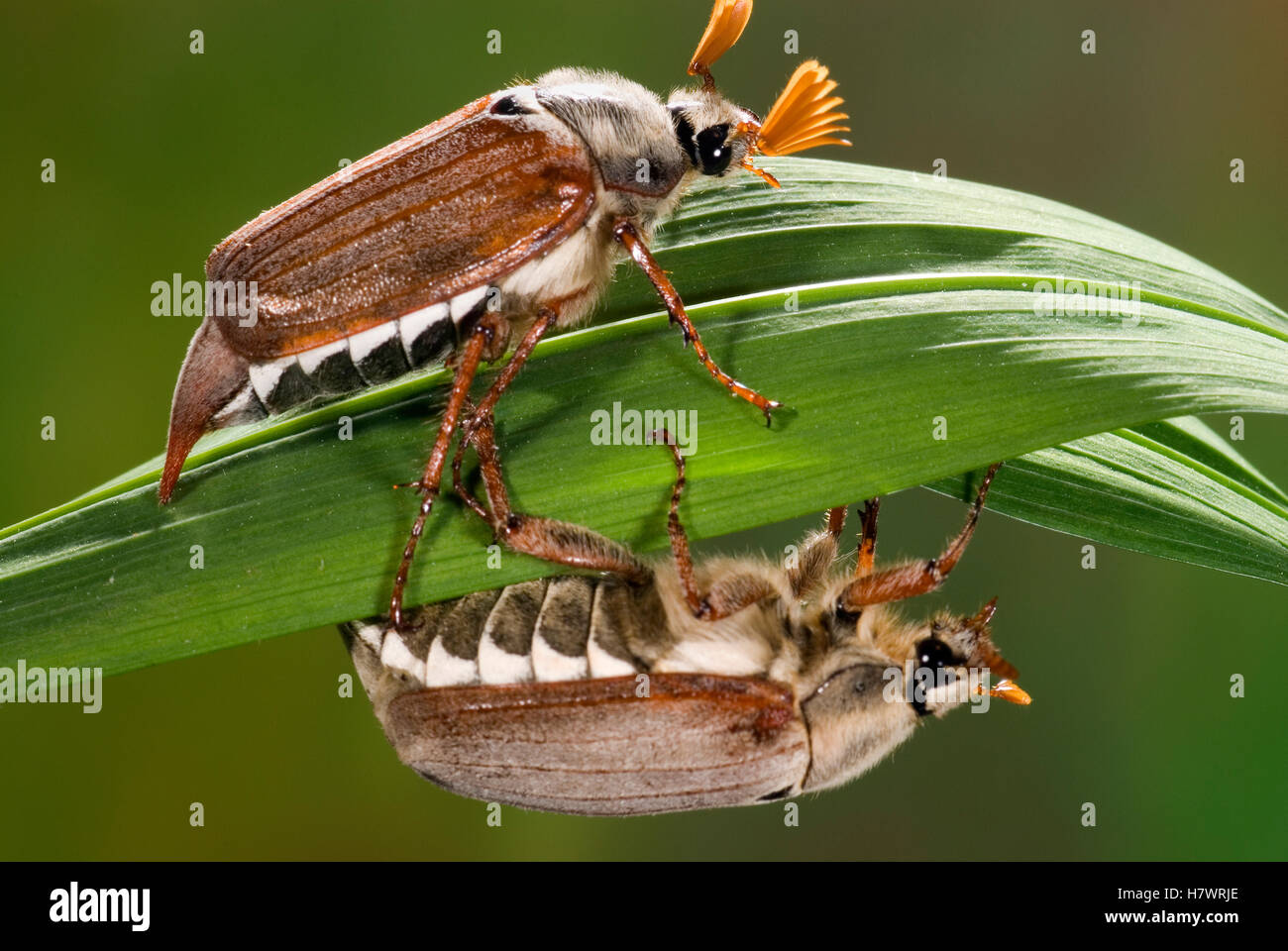 Common Cockchafer (Melolontha melolontha) beetle pair, Netherlands ...
