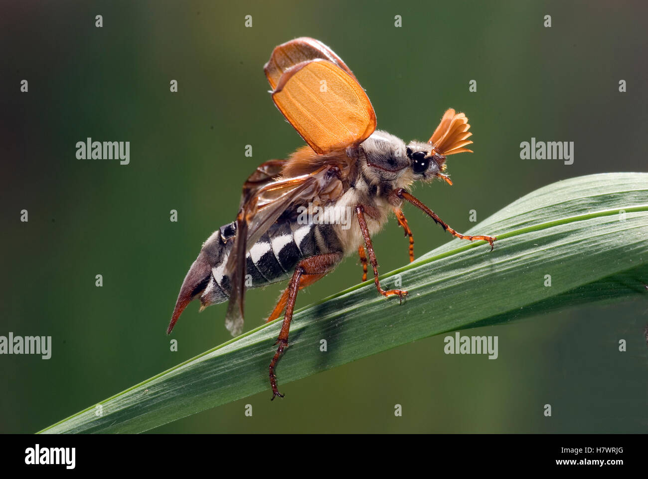 Common Cockchafer (Melolontha melolontha) beetle, Netherlands Stock ...