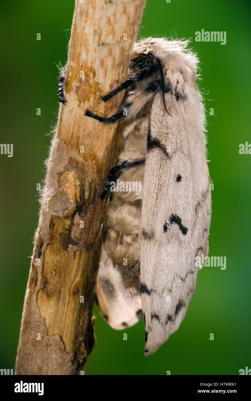 Nun Moth (Lymantria monacha) female, Netherlands Stock Photo - Alamy