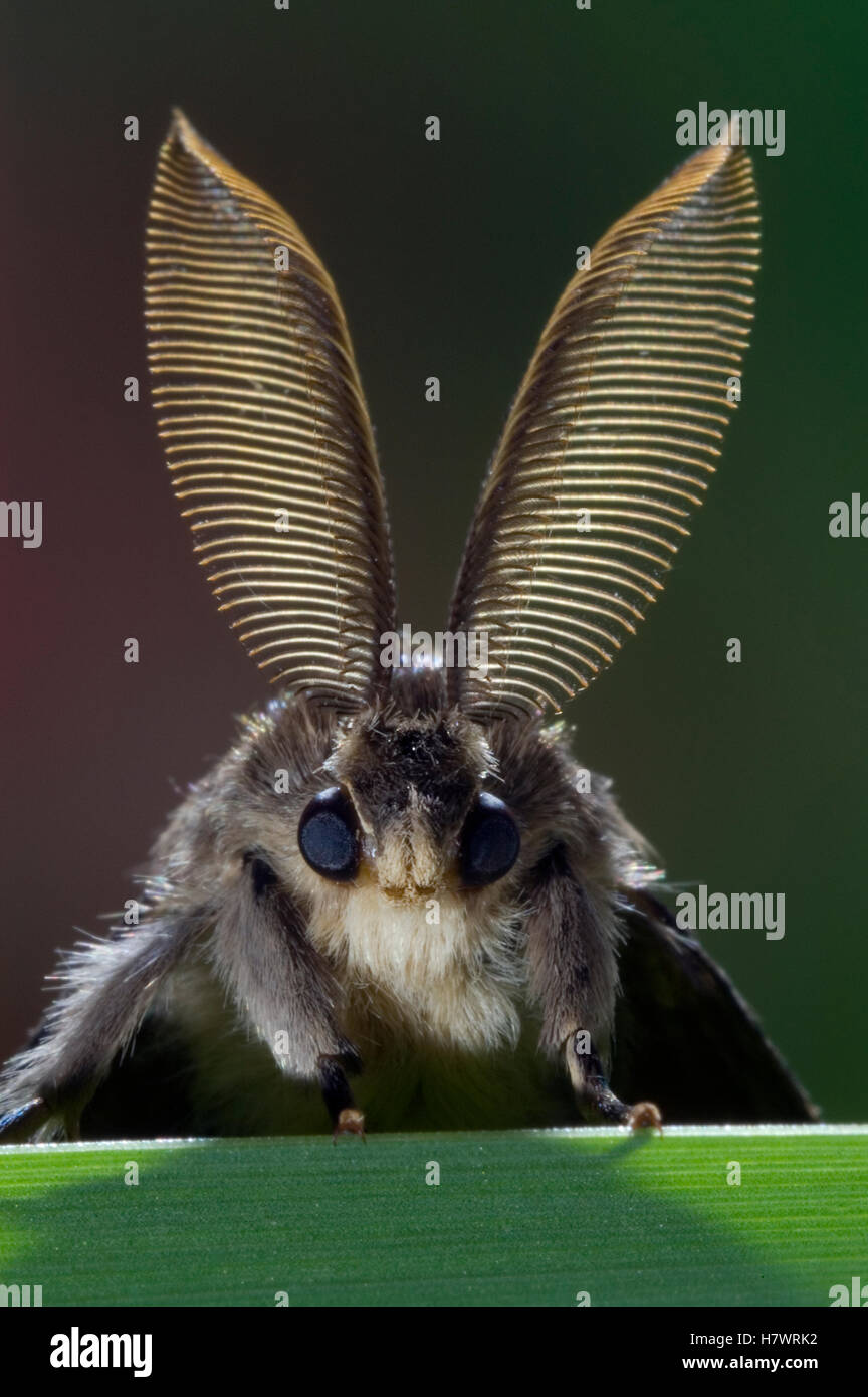 Nun Moth (Lymantria monacha) male showing antennae, Netherlands Stock ...