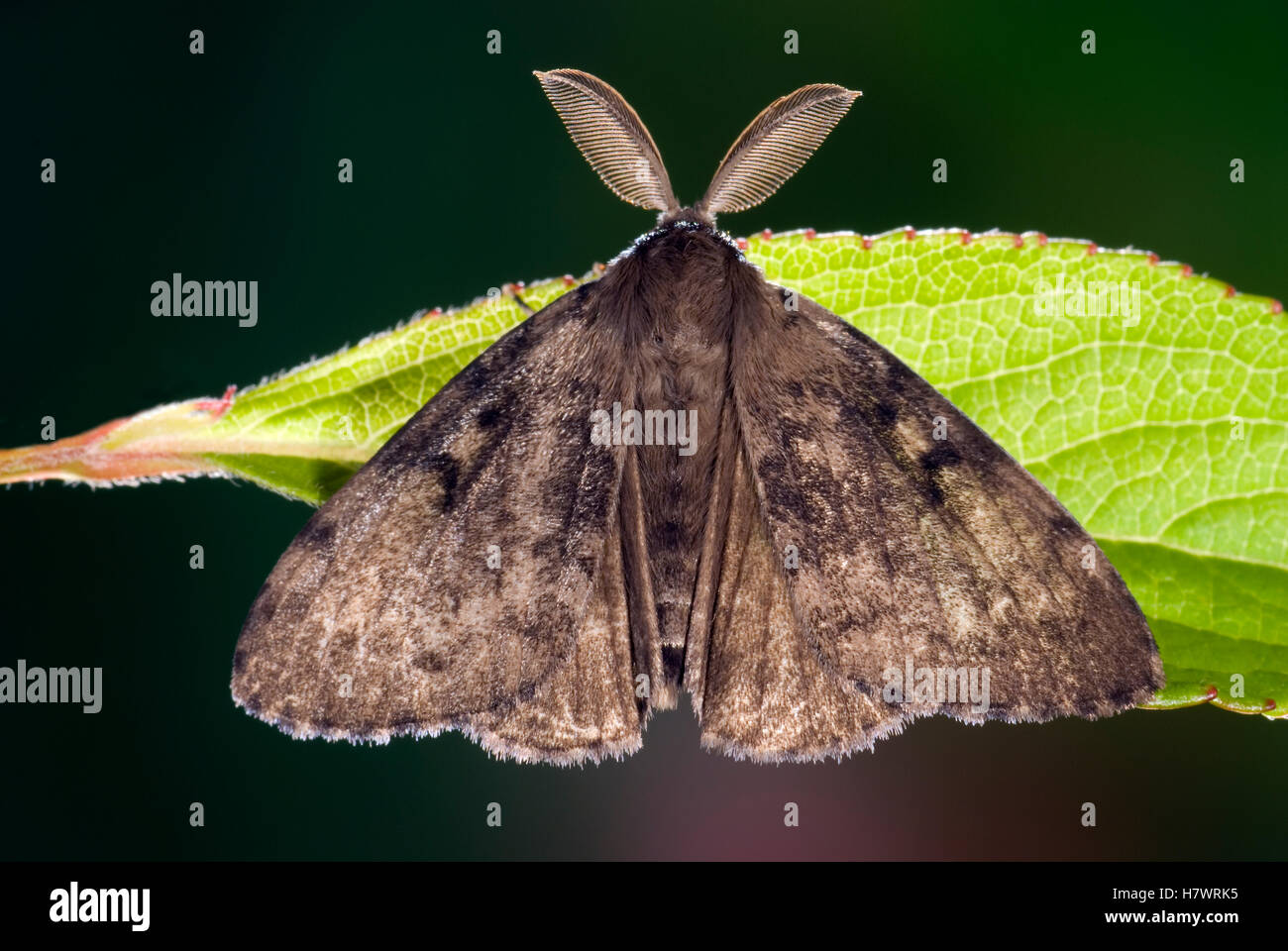 Nun Moth (Lymantria monacha), Netherlands Stock Photo - Alamy