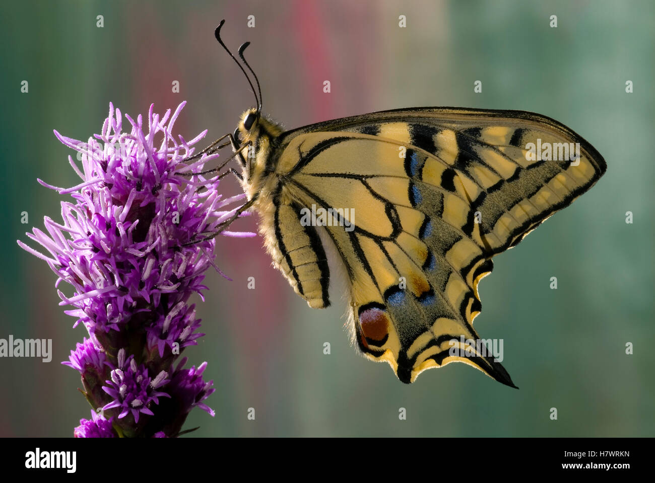 Oldworld Swallowtail (Papilio machaon) butterfly on a flower ...