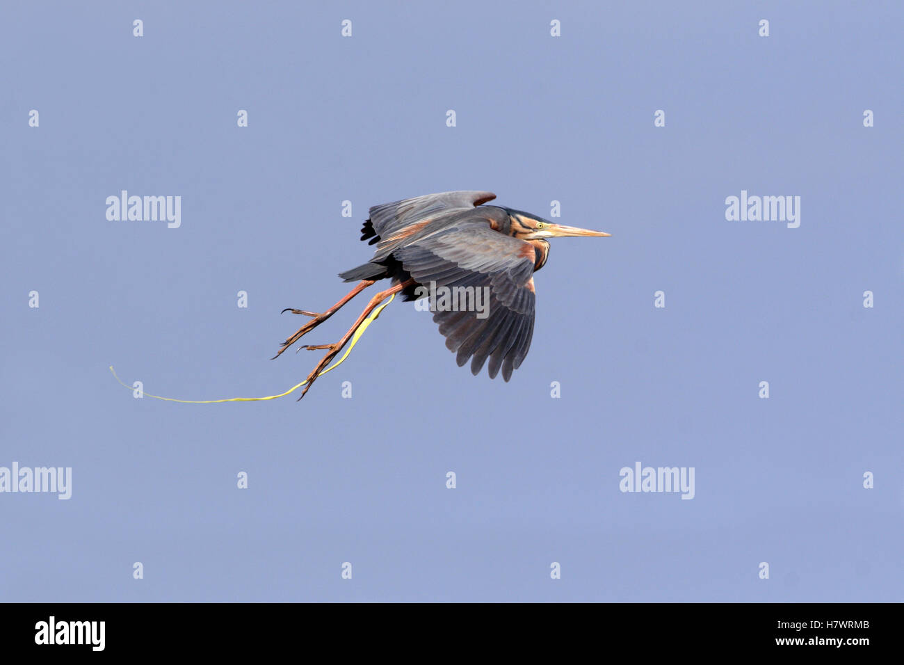 Purple Heron (Ardea purpurea) defecating while flying, South Holland ...