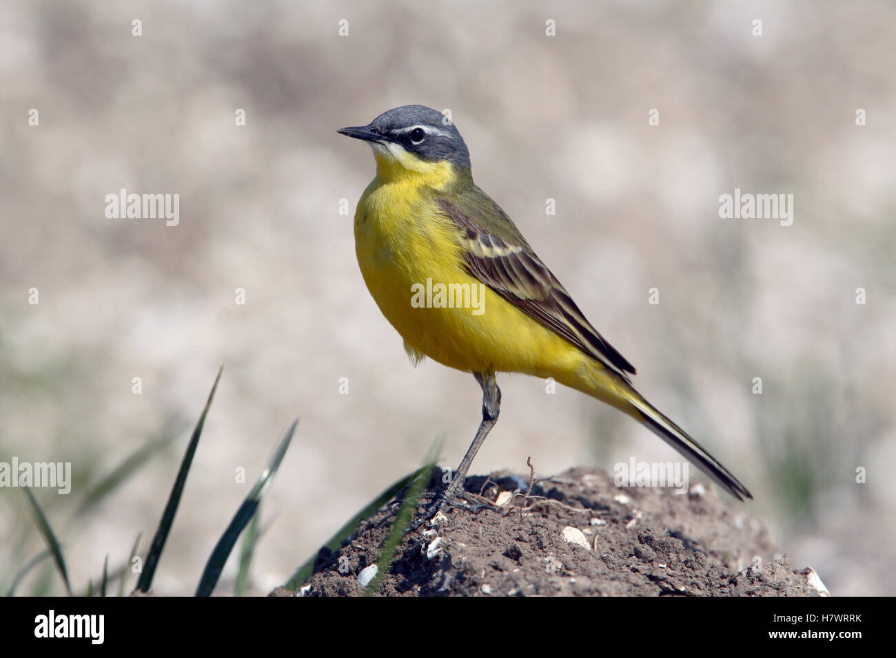 Blue-headed Wagtail (Motacilla flava), Flevoland, Netherlands Stock Photo - Alamy