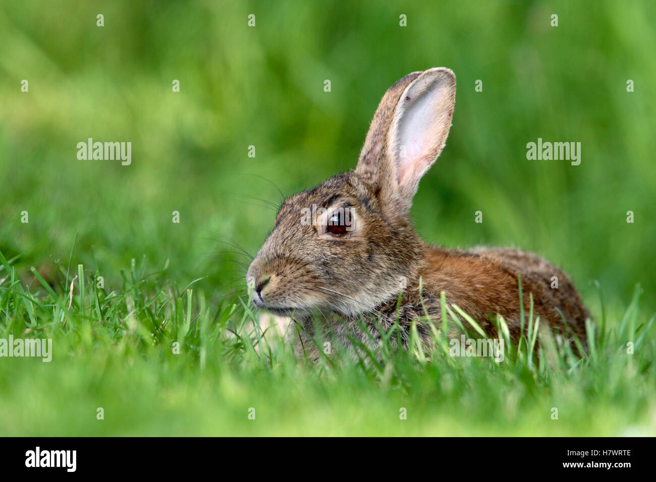 European Rabbit (Oryctolagus cuniculus), Utrecht, Netherlands Stock ...