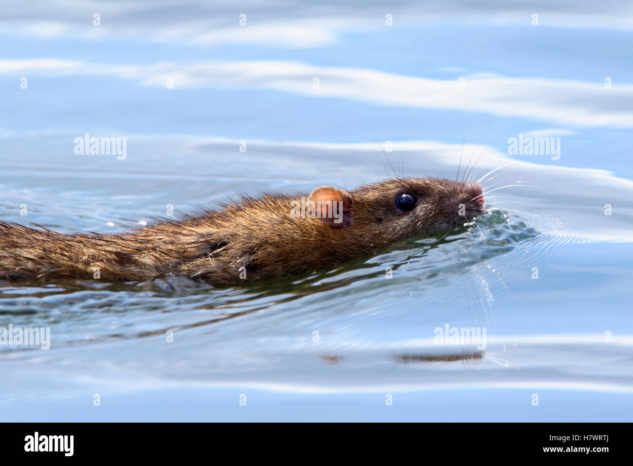 Brown Rat (Rattus norvegicus) swimming, Utrecht, Netherlands Stock ...