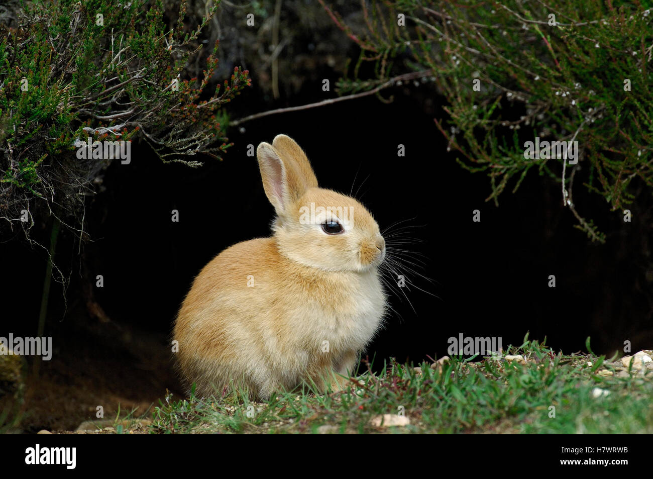 European Rabbit (Oryctolagus cuniculus) sitting at the entrance of ...