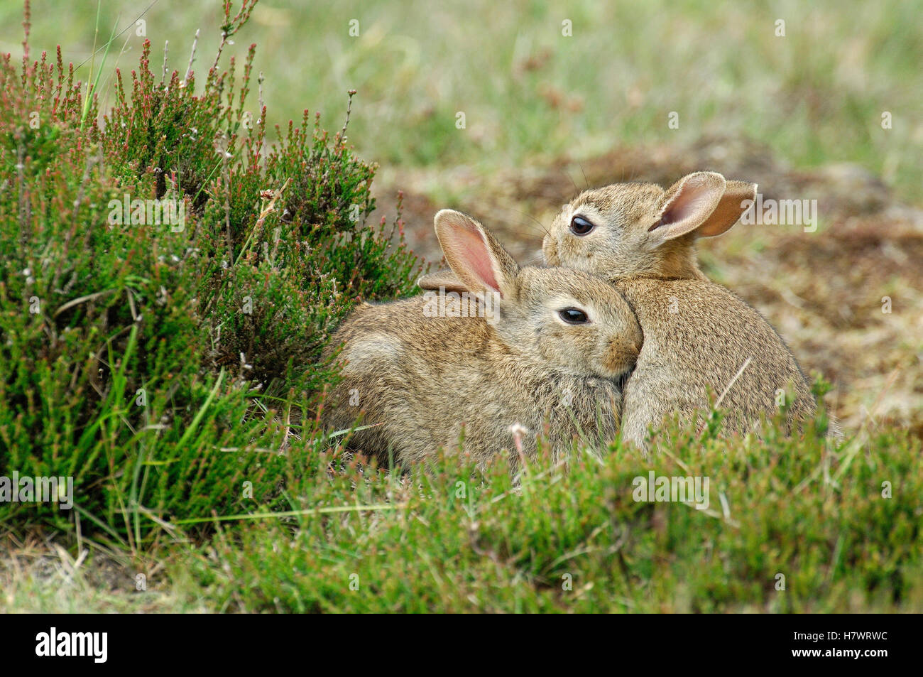 European Rabbit (Oryctolagus cuniculus) pair cuddling, Hoge Veluwe ...