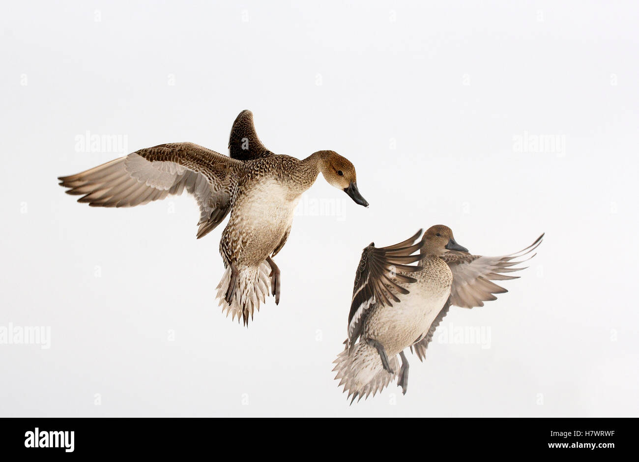 Northern Pintail (Anas acuta) females landing, Hokkaido, Japan Stock ...