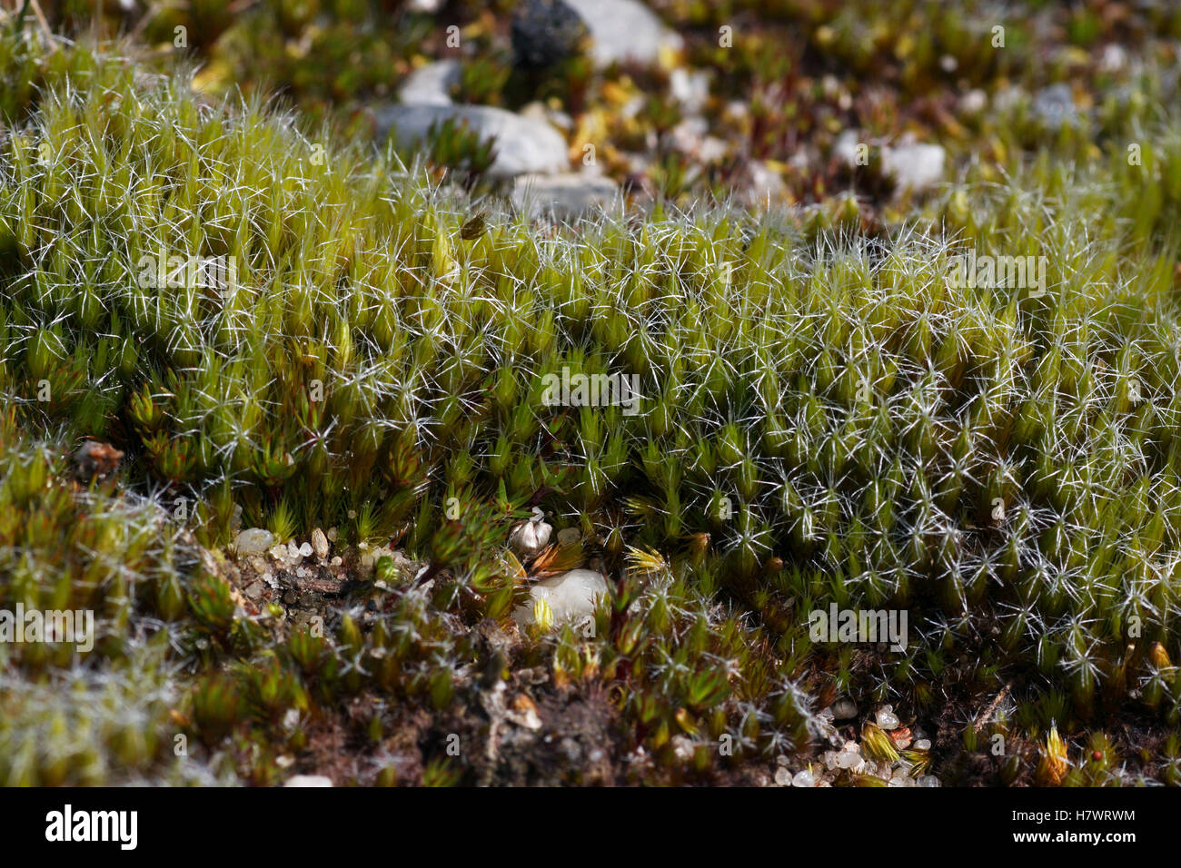 Campylopus Moss (Campylopus introflexus), Overijssel, Netherlands Stock ...