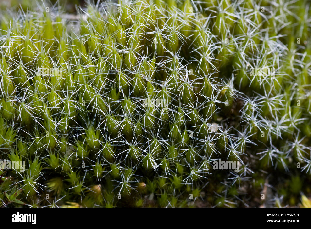 Campylopus Moss (Campylopus introflexus), Overijssel, Netherlands Stock ...