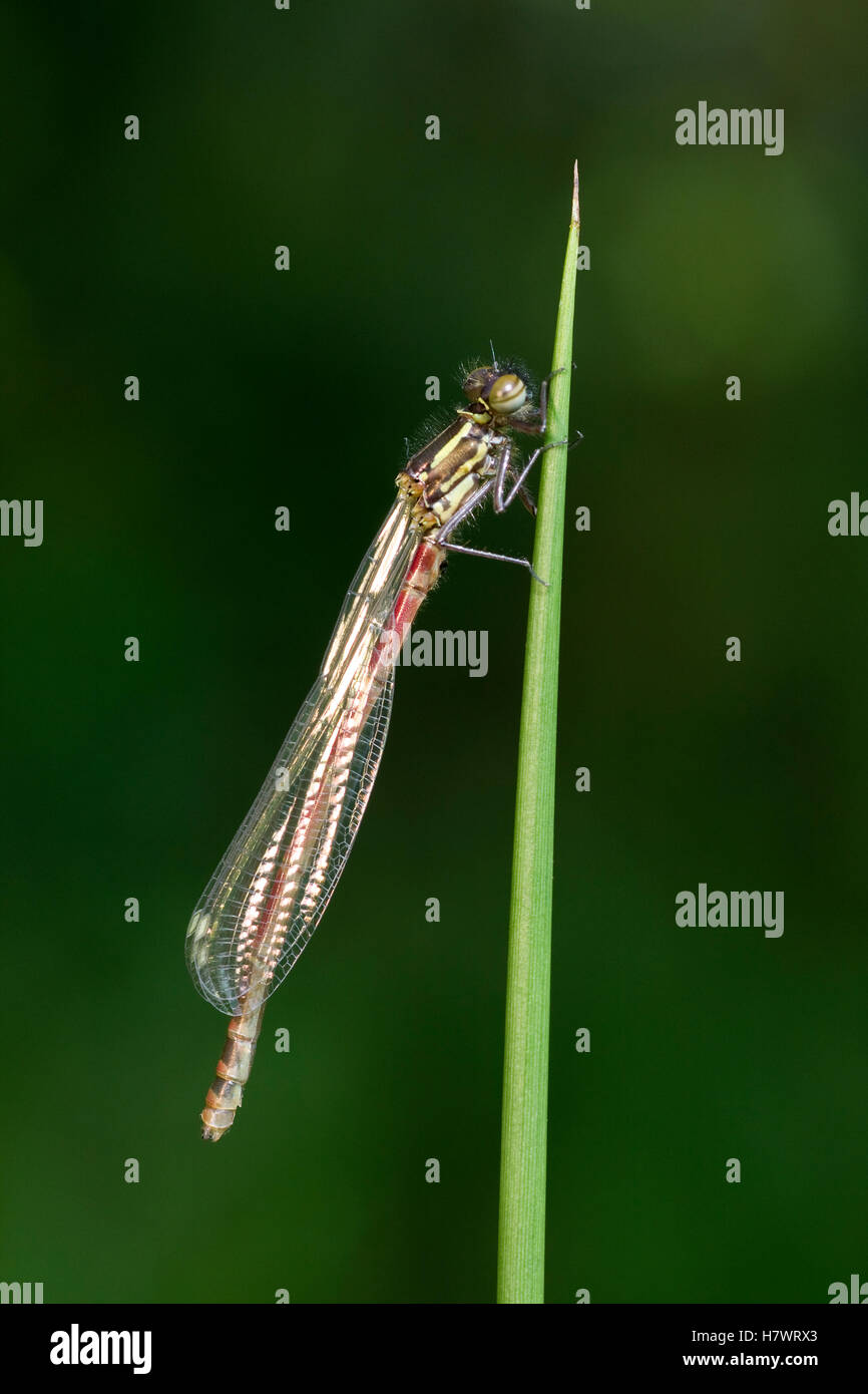 Large Red Damselfly (Pyrrhosoma nymphula) on Soft Rush (Juncus effusus ...