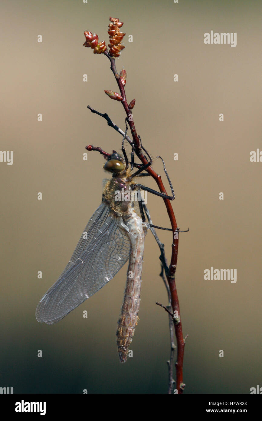 Downy Emerald (Cordulia aenea) dragonfly freshly moulted, Overijssel ...