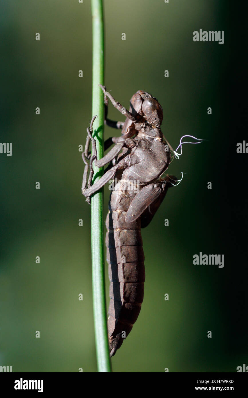 Hairy Dragonfly (Brachytron pratense) exuvia, Overijssel, Netherlands ...