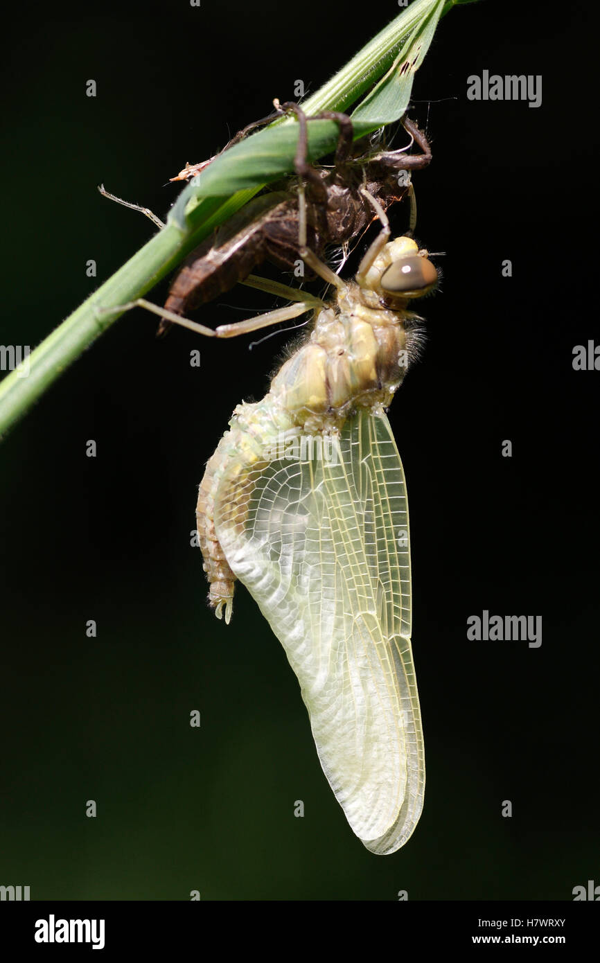 Black-tailed Skimmer (Orthetrum cancellatum) dragonfly freshly moulted ...
