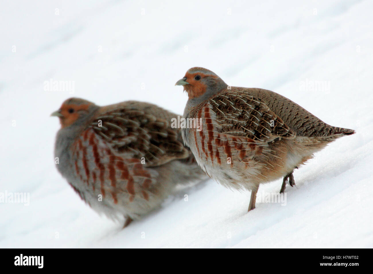 European Partridge (Perdix perdix) pair in snow, Roztocze, Poland Stock ...