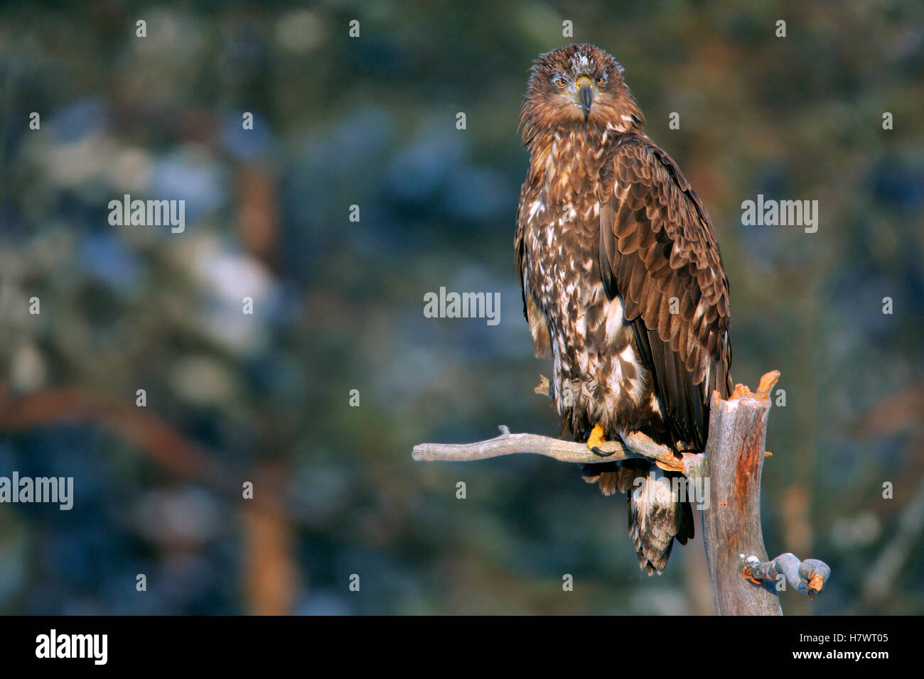 White-tailed Eagle (Haliaeetus albicilla) juvenile, Bialowieza ...