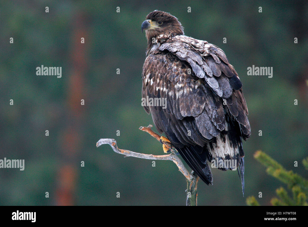 White-tailed Eagle (Haliaeetus albicilla) juvenile, Bialowieza ...