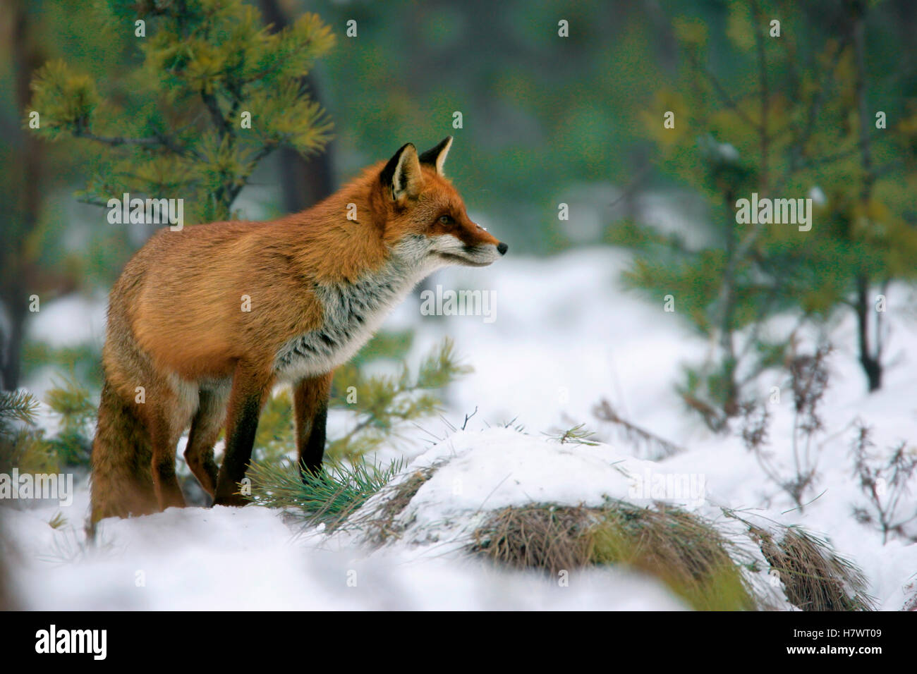 Red Fox (Vulpes vulpes), Bialowieza Primaeval Forest, Poland Stock ...