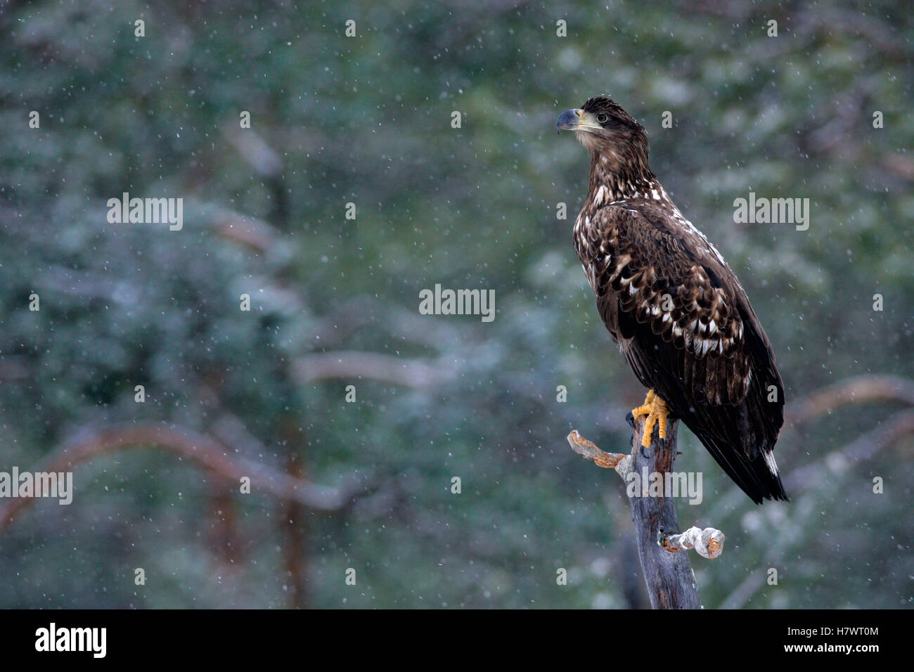 White-tailed Eagle (Haliaeetus albicilla) juvenile, Bialowieza ...