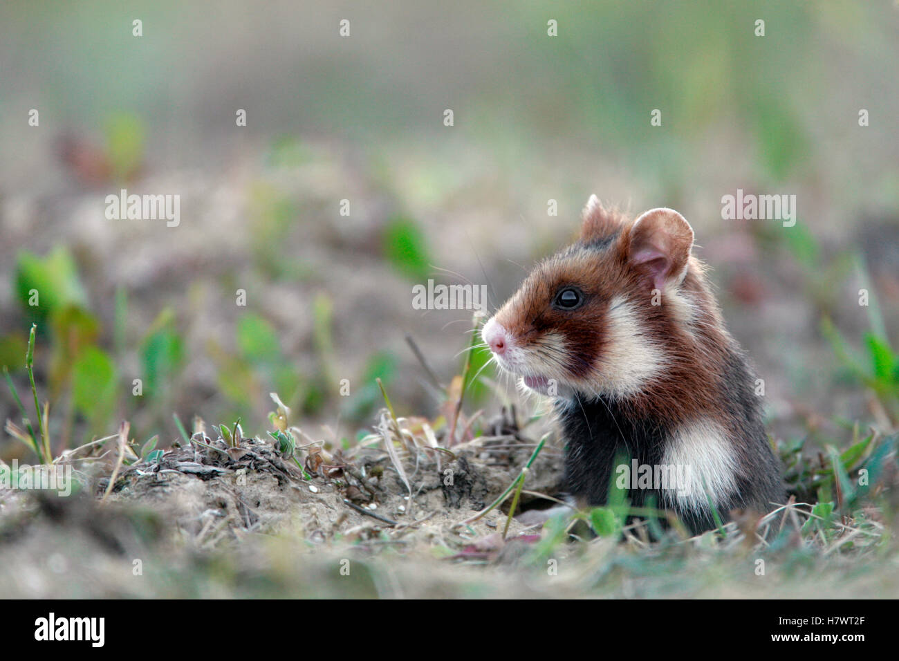 Common Hamster (Cricetus cricetus) emerging from burrow, Roztocze ...
