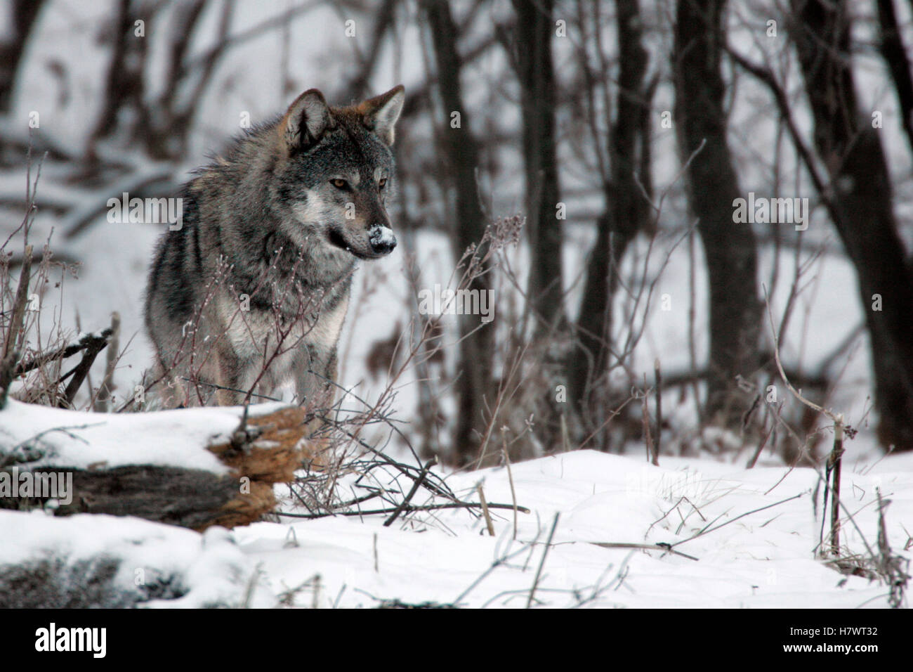 Gray Wolf (Canis lupus), Carpathian Mountains, Poland Stock Photo - Alamy