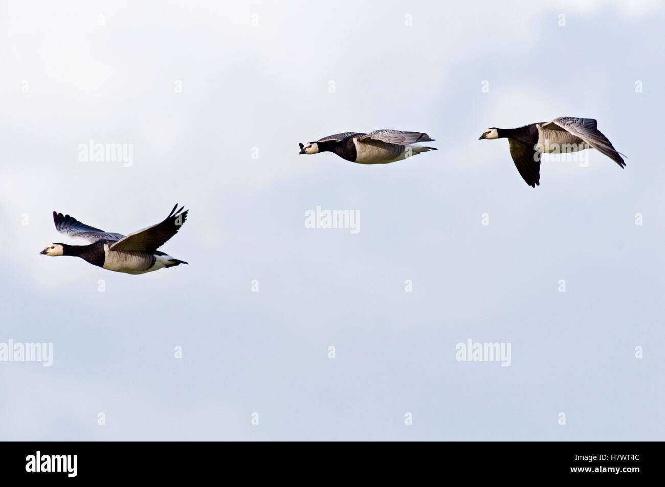 Barnacle Goose (Branta leucopsis) group flying, Lauwersmeer, Friesland ...